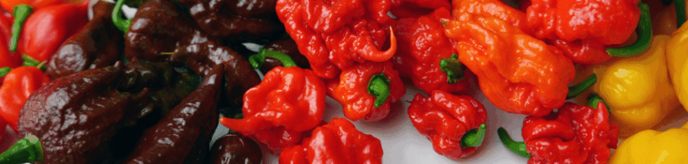 ChilliChump - All Things Chillies Est. 2006