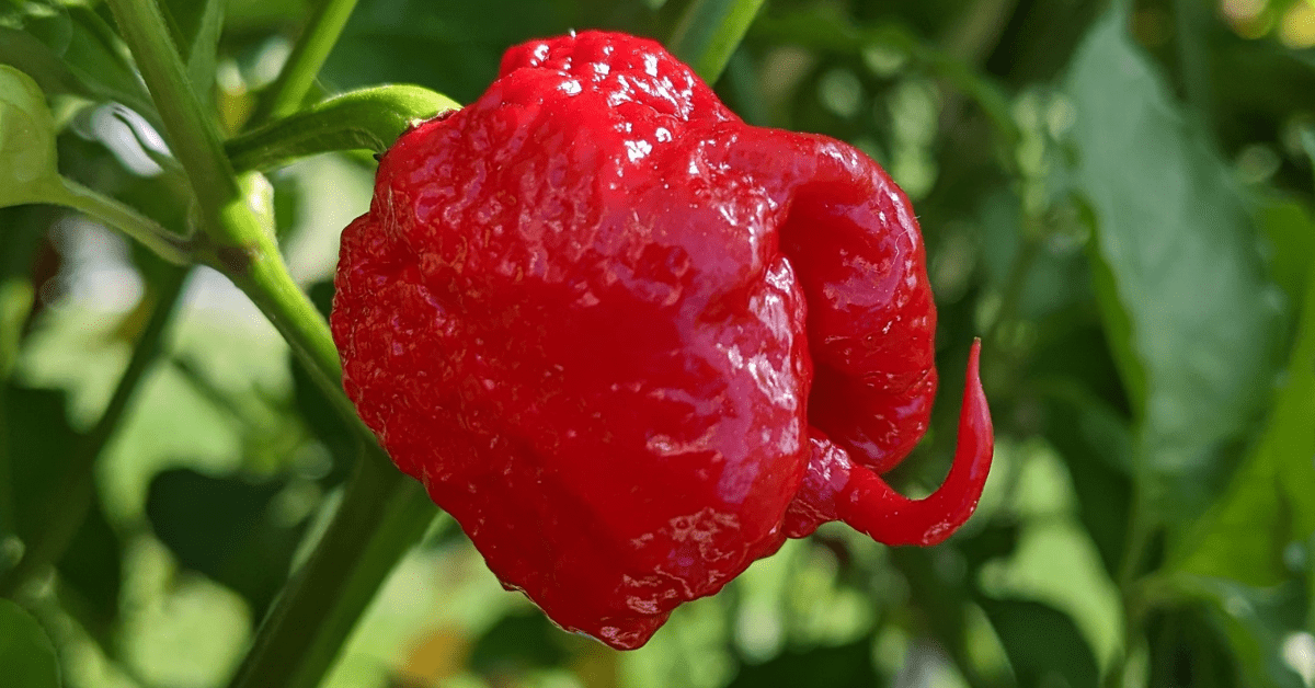 Hottest Chilli Peppers In The World - Courting Controversy!
