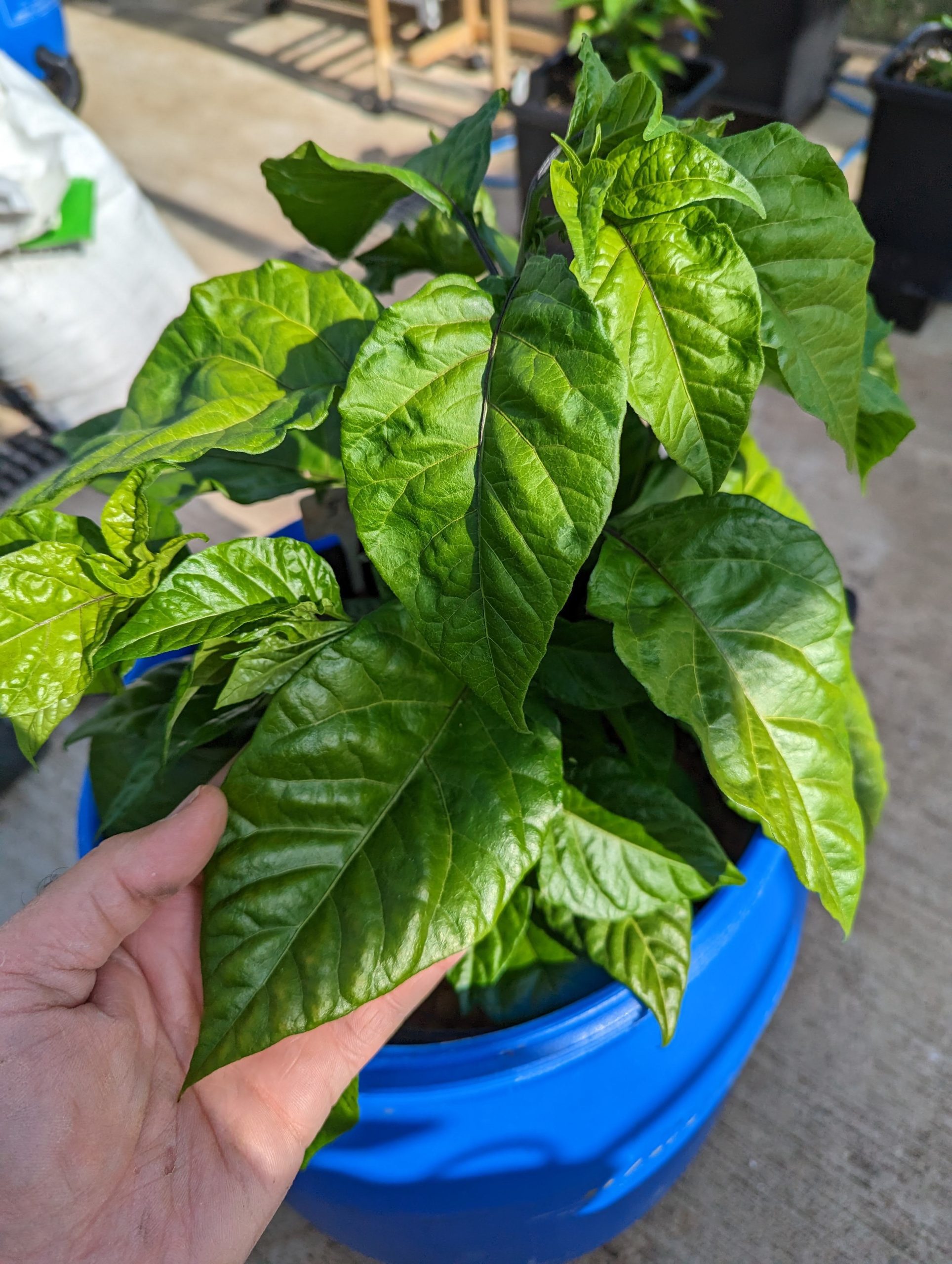 Hottest Chilli Peppers In The World - Courting Controversy!