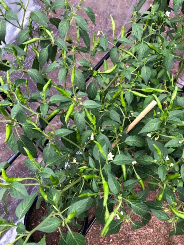 Peri Peri - Discover The Chili Pepper's Fiery Secrets