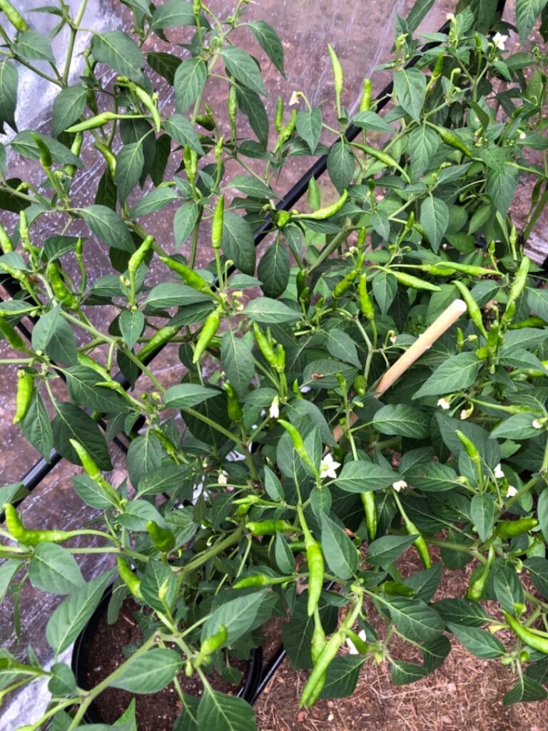 Peri Peri - Discover The Chili Pepper's Fiery Secrets