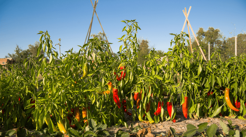 6 Stages Of Growing Chilli Peppers For Beginners